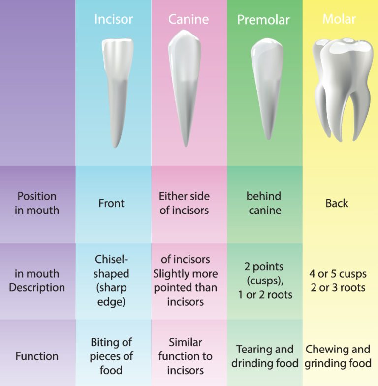 Different Types of Teeth and What Do They Do